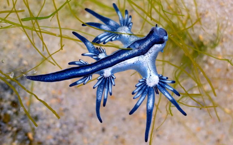 Beaches in Spain Closed and Swimming Banned After Mysterious Pokémon ...